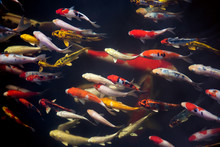 Large White Koi Fish In A Pond Free Stock Photo - Public Domain Pictures