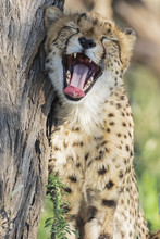 Animal World, Cheetah Free Stock Photo - Public Domain Pictures