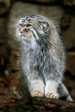 Pallas Cat Portrait Szabad kép - Public Domain Pictures