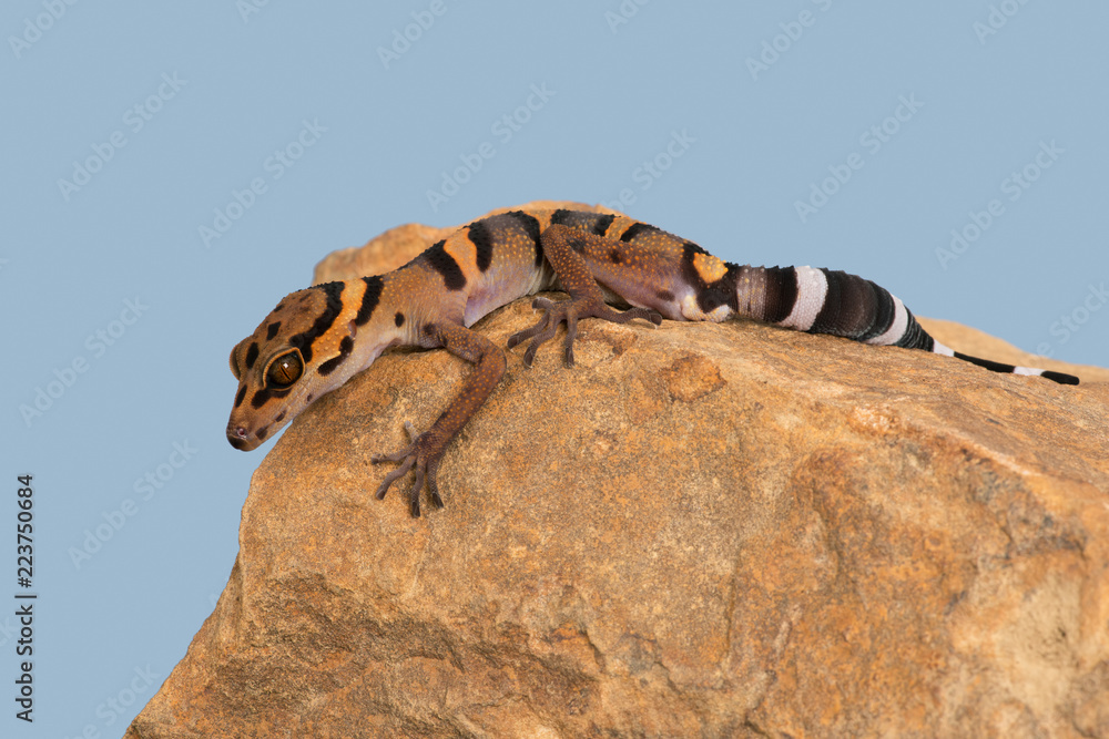 Vietnamese Cave Gecko (Goniurosaurus araneus)/Vietnamese Cave Gecko ...