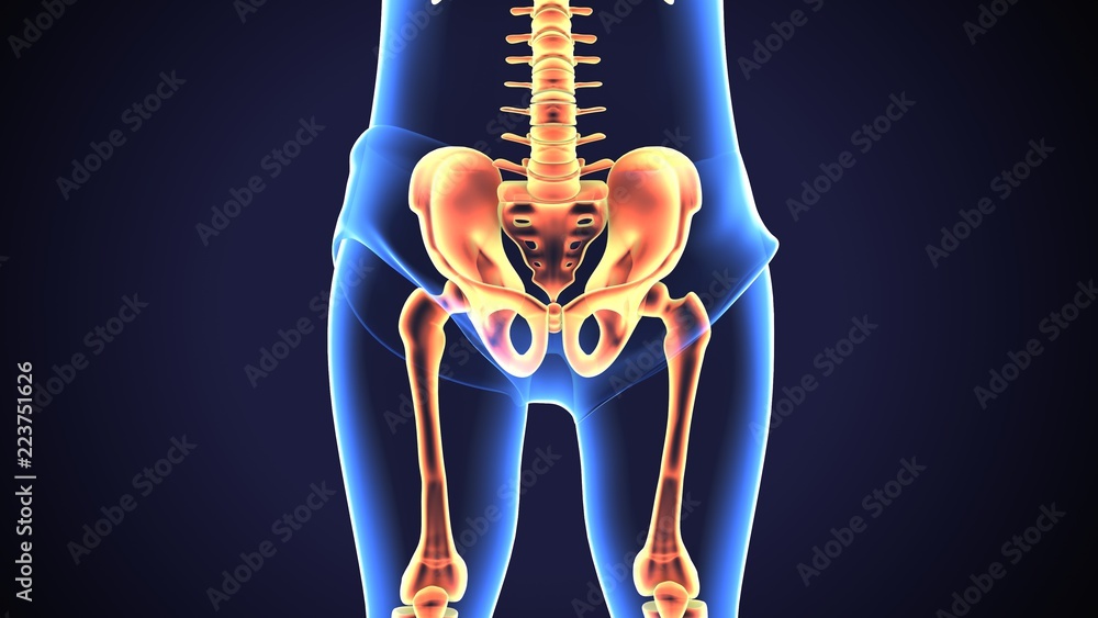 3d illustration of human body hip joint anatomy Stock Illustration ...