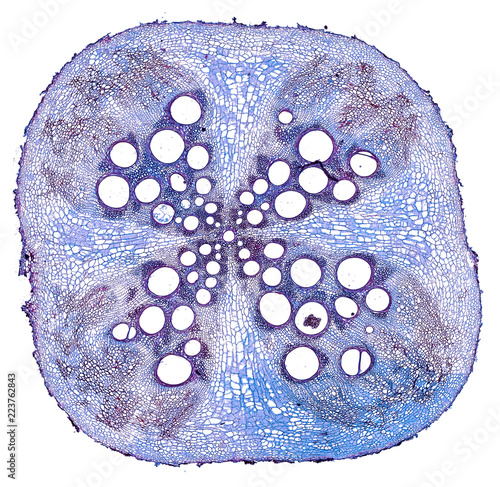 cucurbita pumpkin root - cross section cut under the microscope ...
