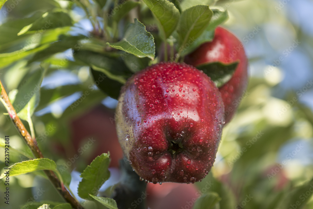 Red apple cluster on a tree branch - red delicious, scarlet spu, red ...