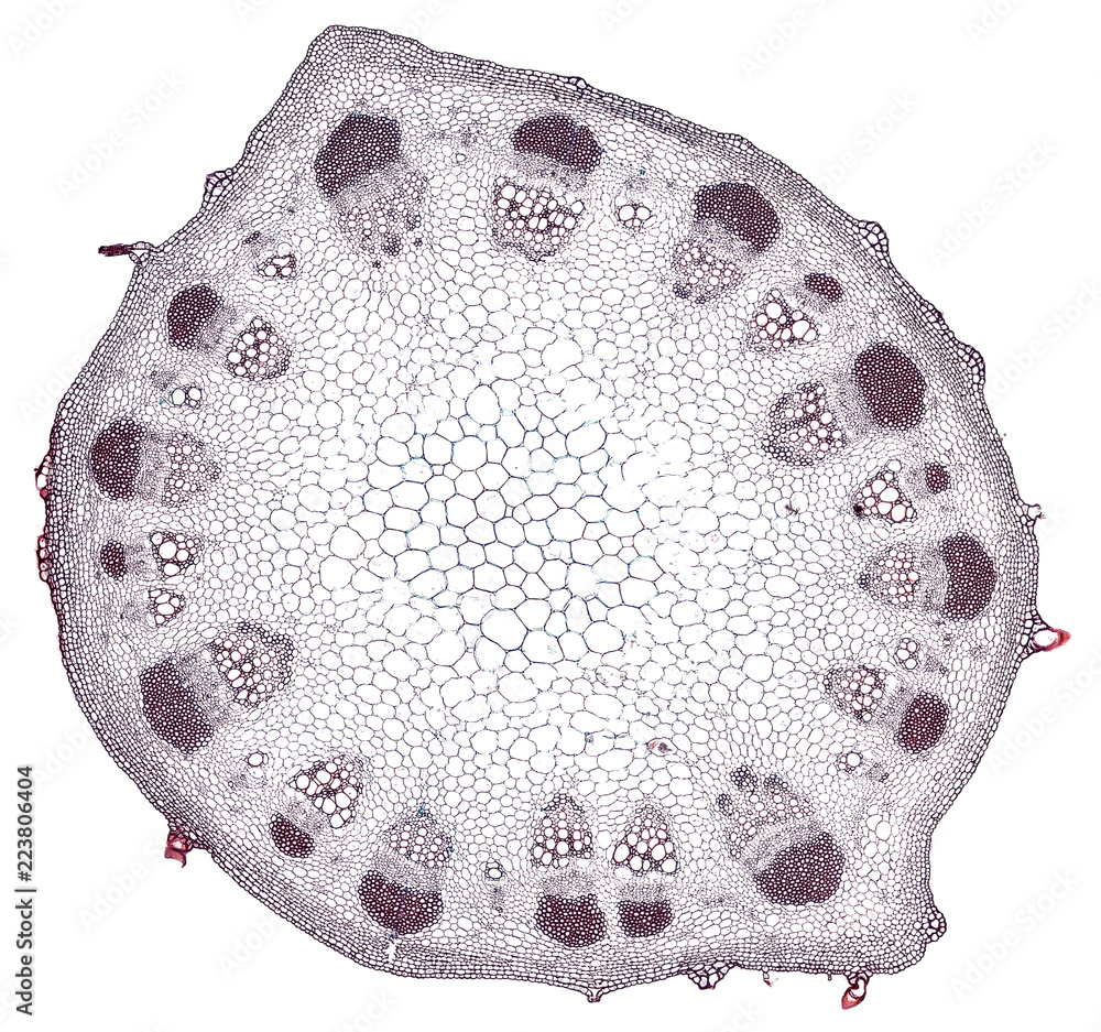 sunflower stem - cross section cut under the microscope – microscopic view of plant cells for ...