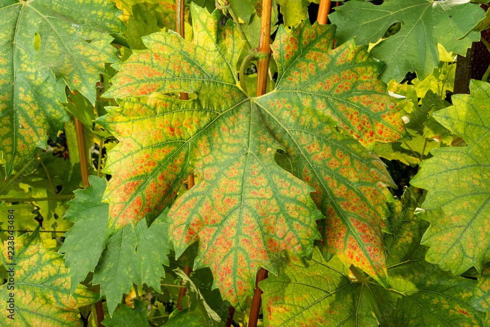Disease of leaves and vines of a grape close up of defeat of rot and ...