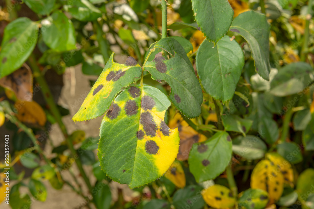 Disease of leaves and branches of roses close-up of damage to rot and ...