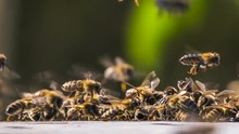 Bee With Frayed Wings Free Stock Photo - Public Domain Pictures