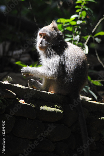 Vilde dyr Plakater & Posters - Billige plakater køb online | Europosters.dk