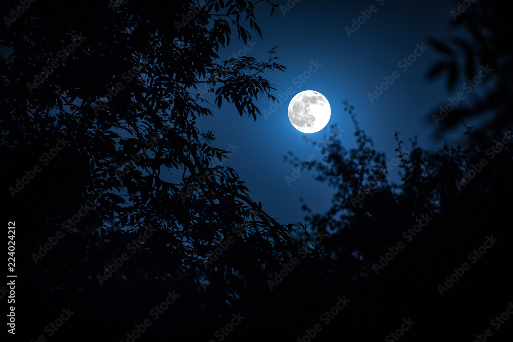 moonlight with tree