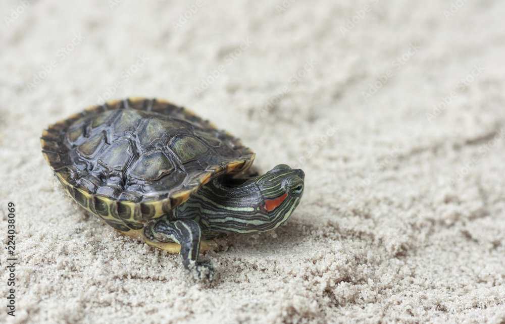 Common Slider, also known as Cumberland Slider Turtle, Red-eared Slider ...