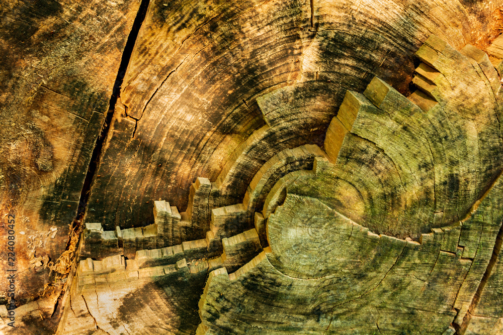 annular rings of old oak Stock Photo | Adobe Stock