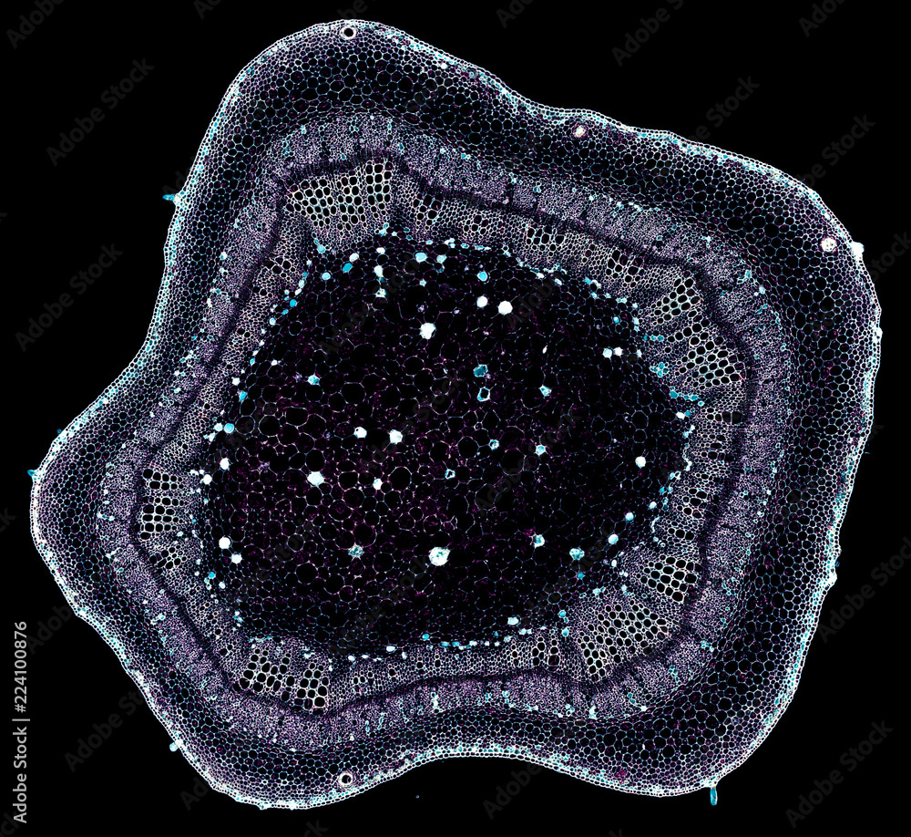 cotton old stem - cross section cut under the microscope – microscopic view of plant cells for ...