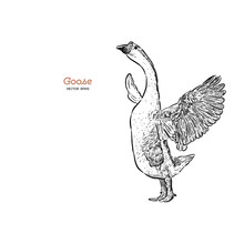Goose Vintage Drawing Free Stock Photo - Public Domain Pictures