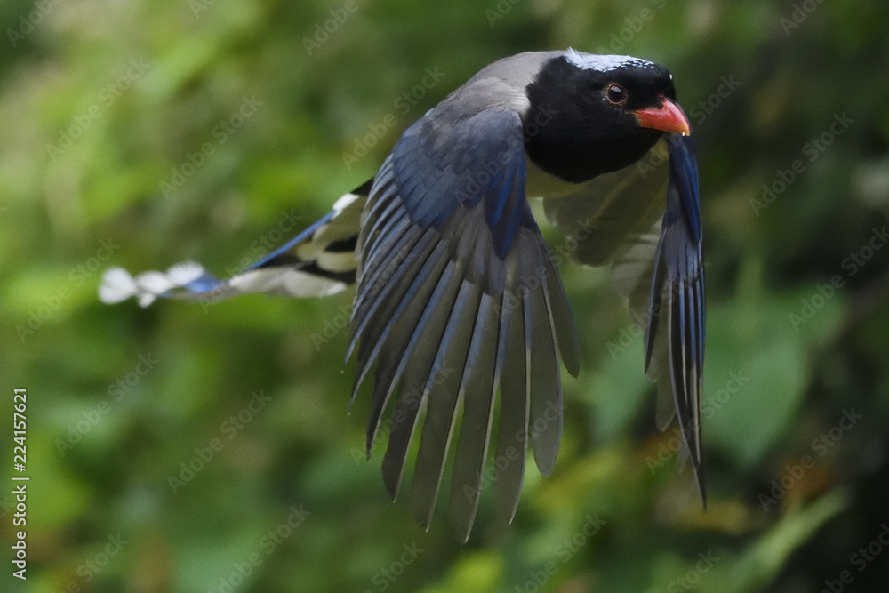 Red billed blue magpie flying Stock Photo | Adobe Stock