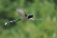 Flying Magpie Free Stock Photo - Public Domain Pictures