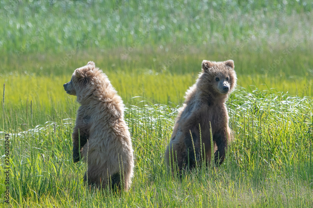 Brown bear cubs (Ursus arctos) standing and looking in opposite ...