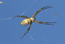 Argiope Spider Against Blue Sky Free Stock Photo - Public Domain Pictures