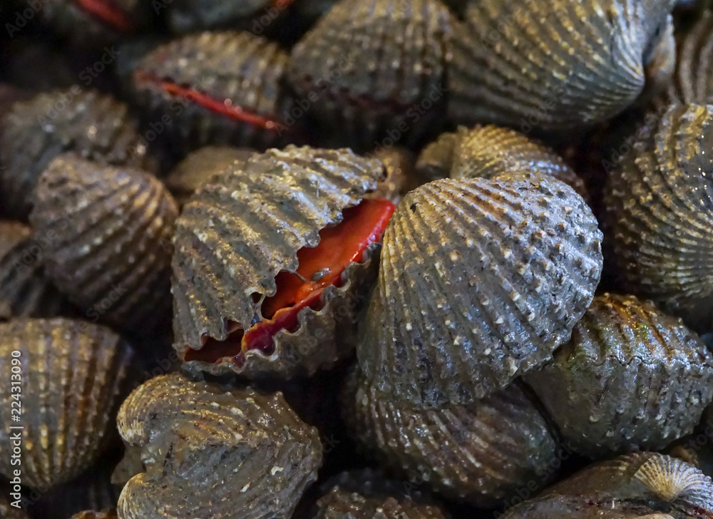 Raw fresh cockle have blood and mud on shell be alive from cockle farm ...