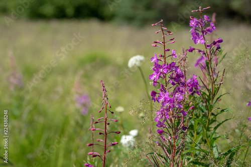 Beautiful Alaska fireweed purple wildflower. Extra copy space on left ...