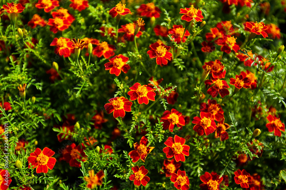 texture of Marigold Stock Photo | Adobe Stock