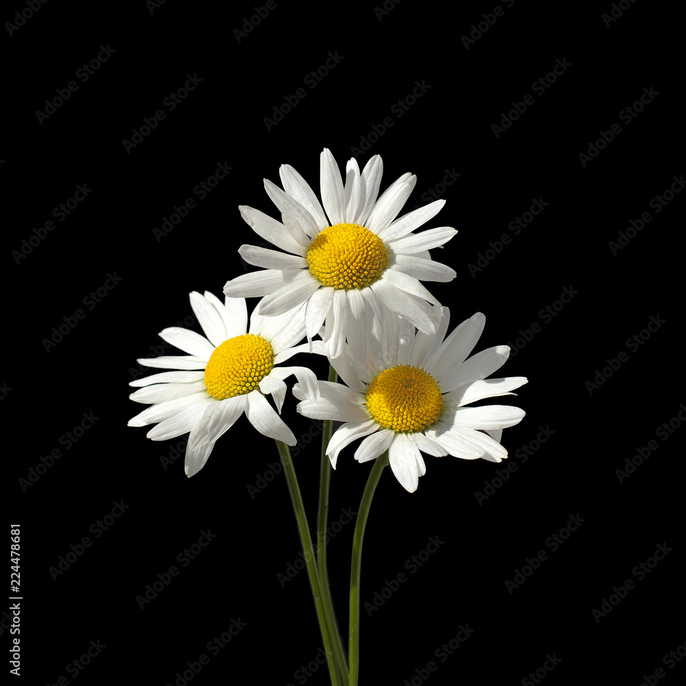 Three daisy flowers with white petals and yellow center on a green ...