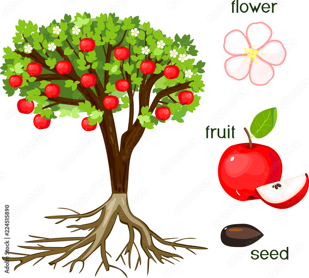 Parts of plant. Morphology of apple tree with fruits, flowers, green ...