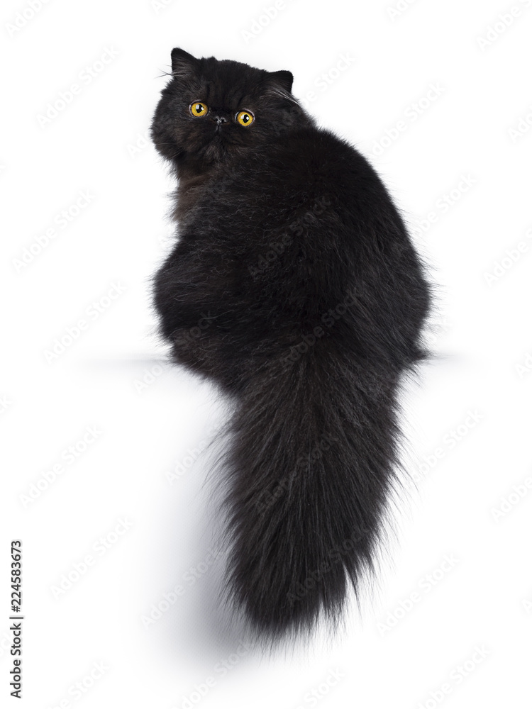 Excellent deep black Persian cat kitten sitting backwards looking over ...