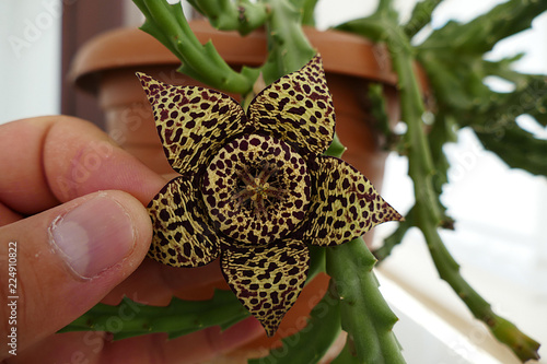 Star Cactus Flowers