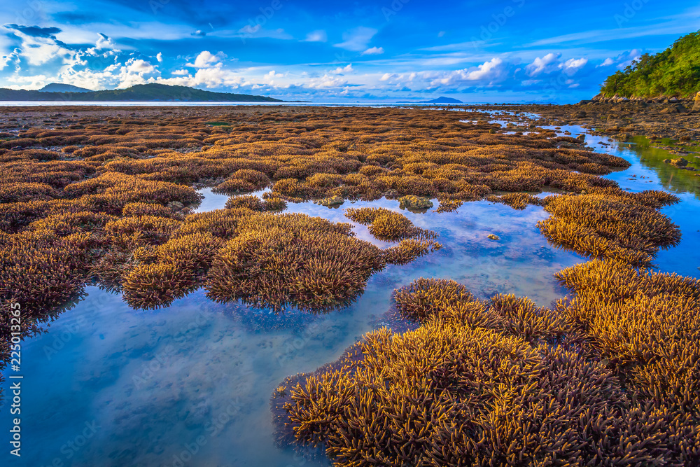 Coral reef emerges from the water at a reduced water level..during low ...