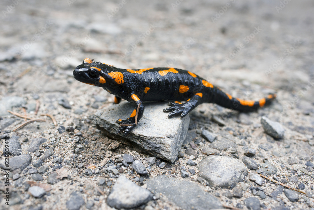 Salamander on a walk Stock Photo | Adobe Stock