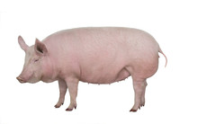 Big Fat Pig, Animal Farm, Ballito Free Stock Photo - Public Domain Pictures