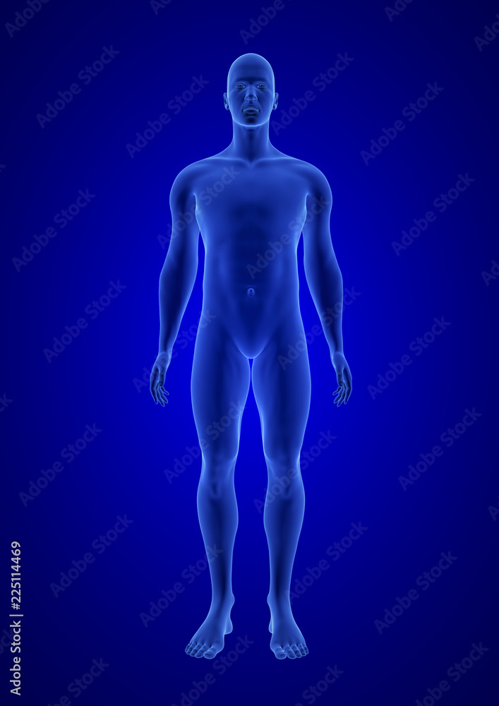 Стоковая иллюстрация «Blue Human Anatomy Body 3D Scan render on blue ...
