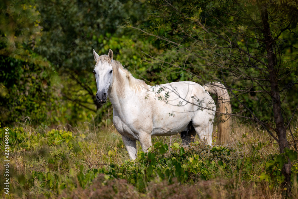 Wild camargue horse standing behind a bush tree in the stouh of France ...