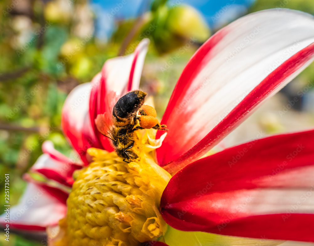 Bumble bee getting pollen from the exuberant variety of garden flowers ...