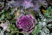 Ornamental Kale In Green Clover Free Stock Photo - Public Domain Pictures