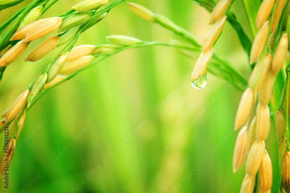 rice field in north Thailand, nature food landscape background. Drop ...