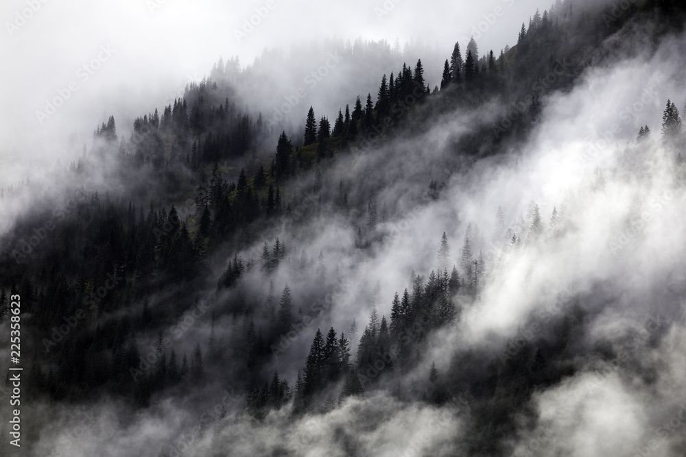 Fog in the forest, North Cascades National Park, WA, USA. Stock Photo ...