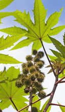 White Tree Seeds In Seedpods Free Stock Photo - Public Domain Pictures