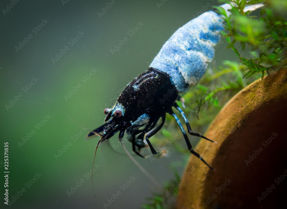 Caridina shadow mosura shrimp Stock Photo | Adobe Stock