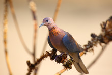 Senegal Laughing Dove Free Stock Photo - Public Domain Pictures