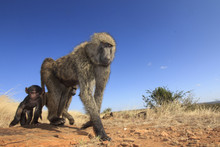 Monos, babuinos 04 Stock de Foto gratis - Public Domain Pictures