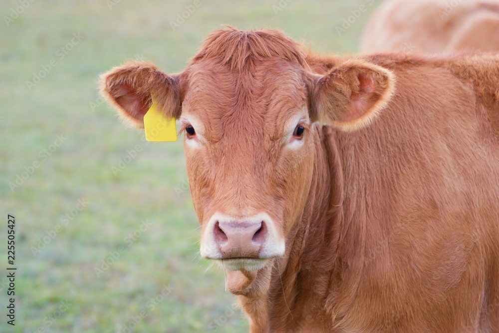Cow close up - Limousin breed Stock Photo | Adobe Stock