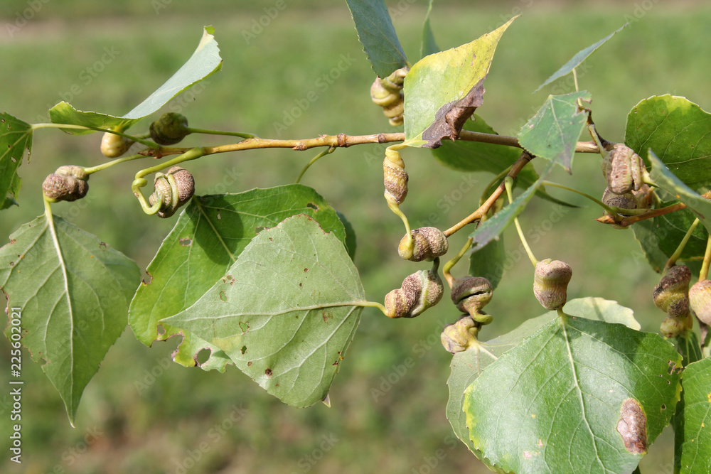 Poplar spiral gall aphid or Pemphigus spyrothecae on leaf petiole of ...