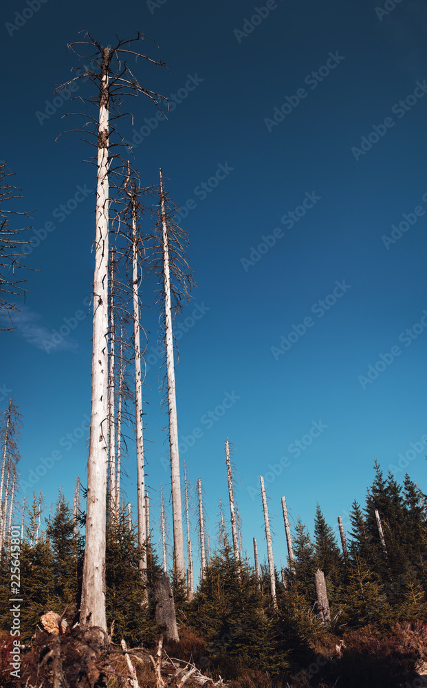 Dead mountain pine tree caused by bugs with blue sky and bright summer ...