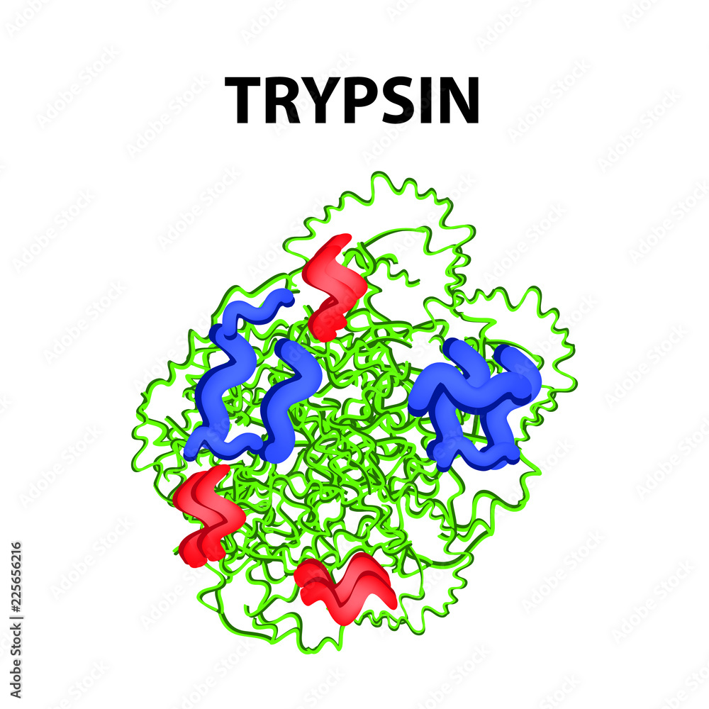 Trypsin molecular chemical formula. Enzyme of the pancreas ...