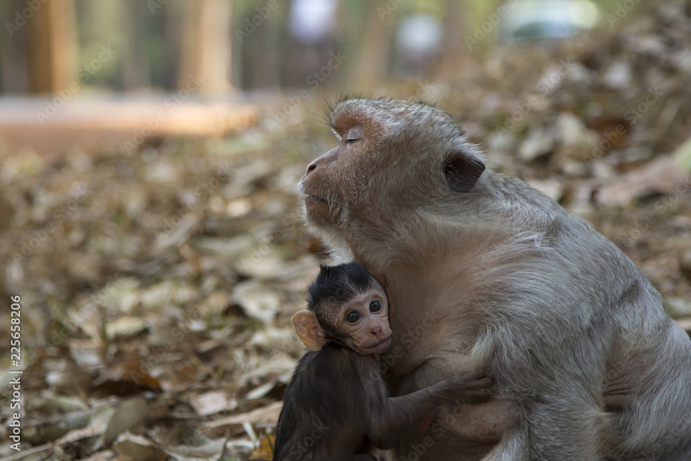 Little monkey Long Tail Macaque embraces his mother, who is sitting ...