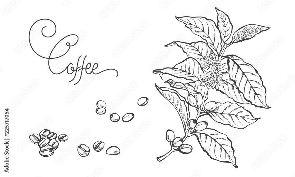 Coffee twig vintage line drawing Vector illustration coffee berries ...