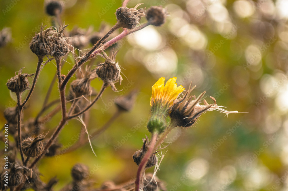 hunting, rifle, shotgun, nature, hunter, hunt, background, gun, male ...
