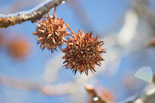 Sweet Gum Tree Balls Free Stock Photo - Public Domain Pictures
