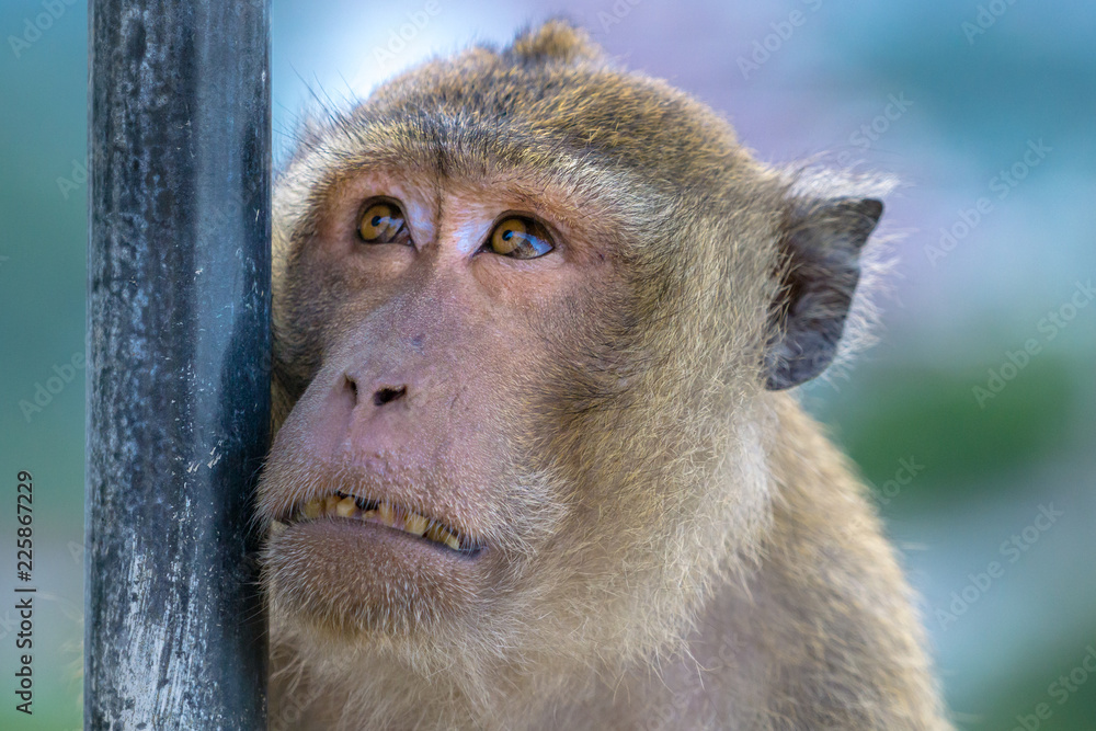 Ugly monkey Stock Photo | Adobe Stock